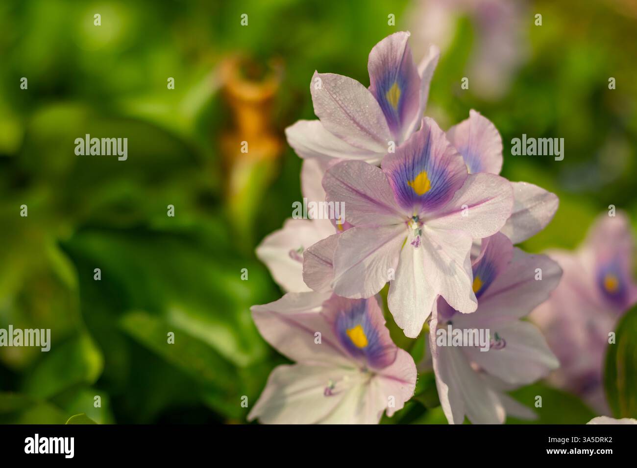 Water hyacinth Eichhornia crassipes is a fast growing aquatic plant ...