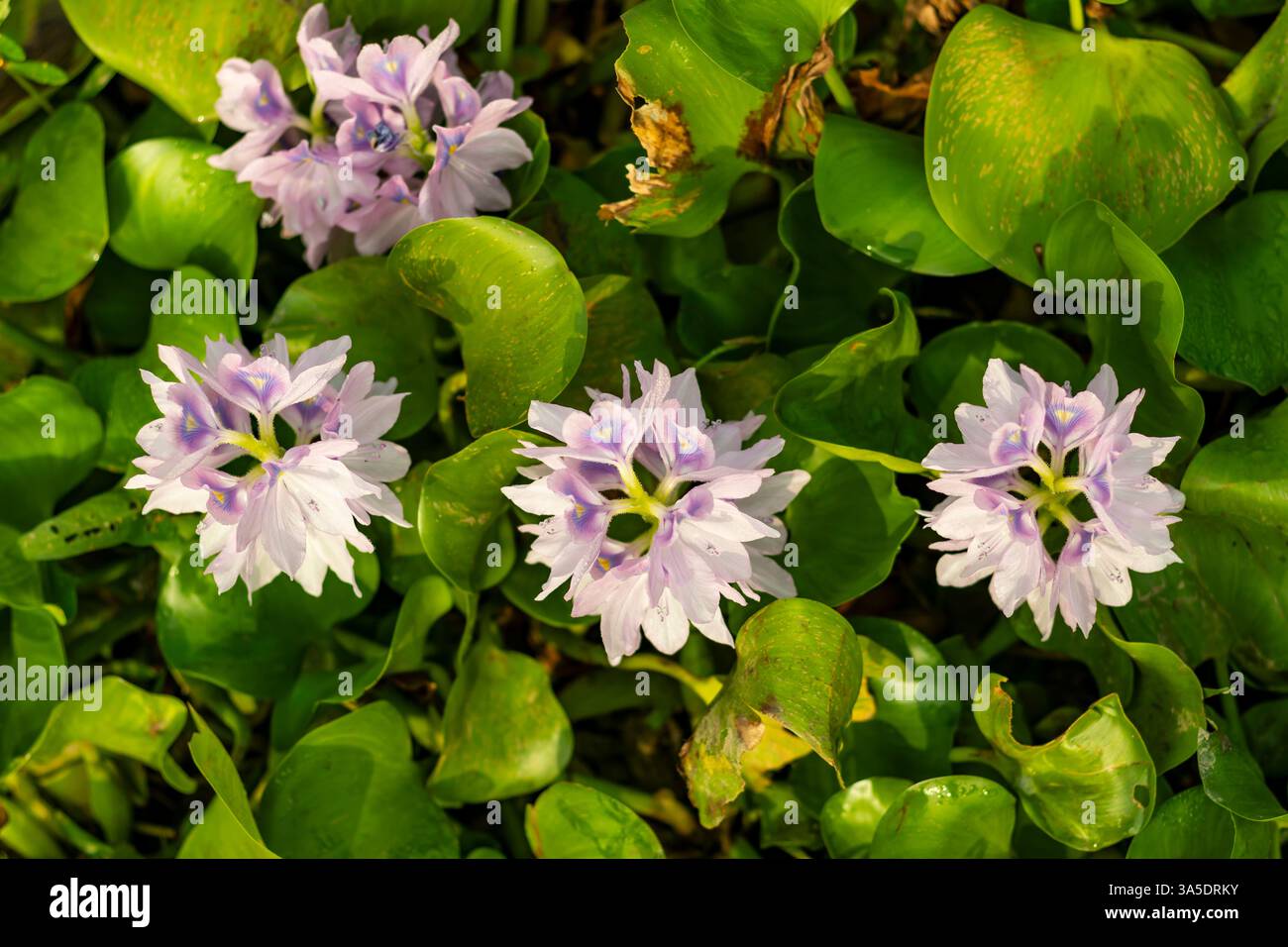 Water hyacinth Eichhornia crassipes is a fast growing, free floating ...