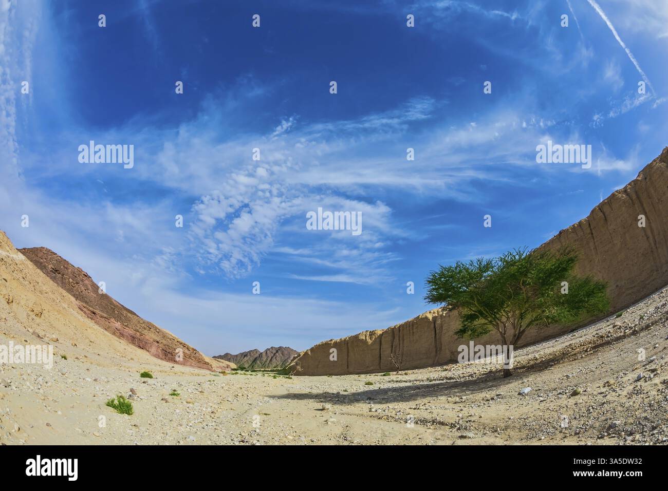 The stone desert in mountains of Eilat, Israel. Acacia tortilisi locust ...