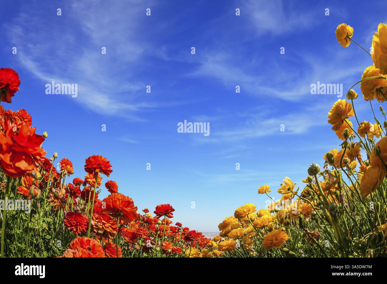 South of Israel, spring day. Congratulatory photo postcard. Magnificent ...