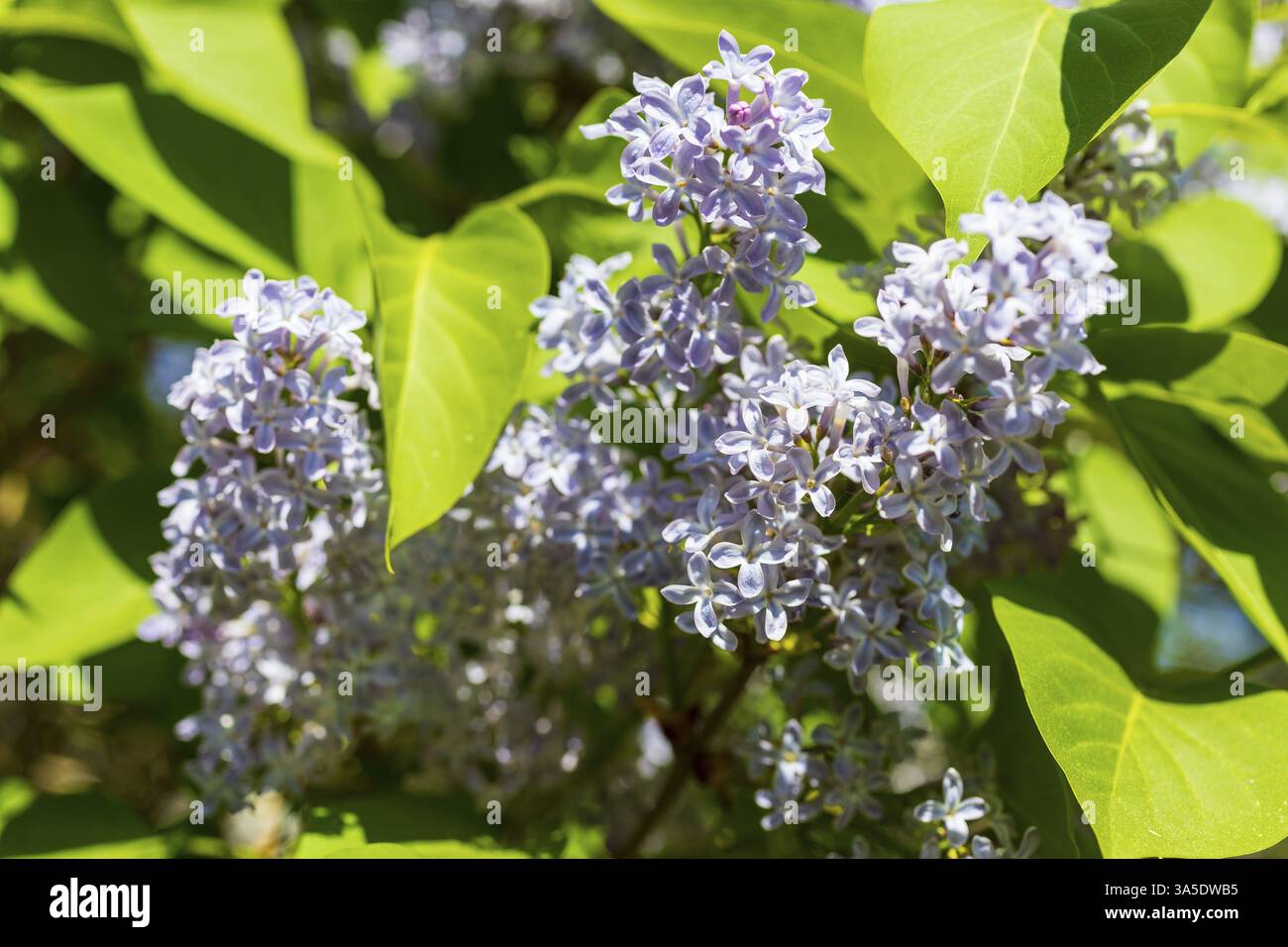 Delicate lilacs hi-res stock photography and images - Alamy