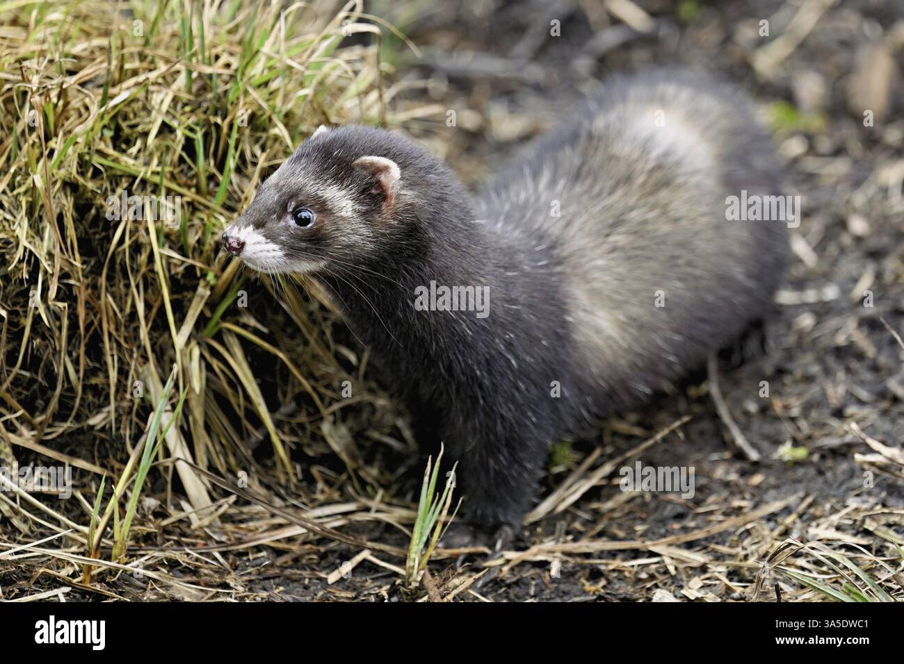 European polecat (Mustela putorius) or wood polecat, standing on the ...