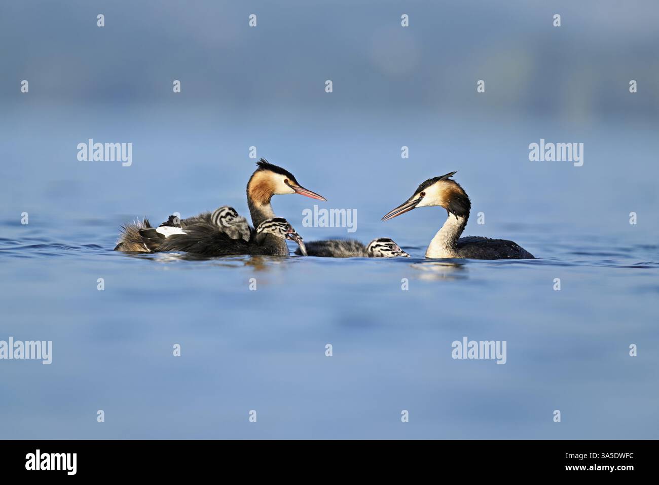 Great Crested Grebe (Podiceps Scalloped ribbonfish) pair feeding their ...