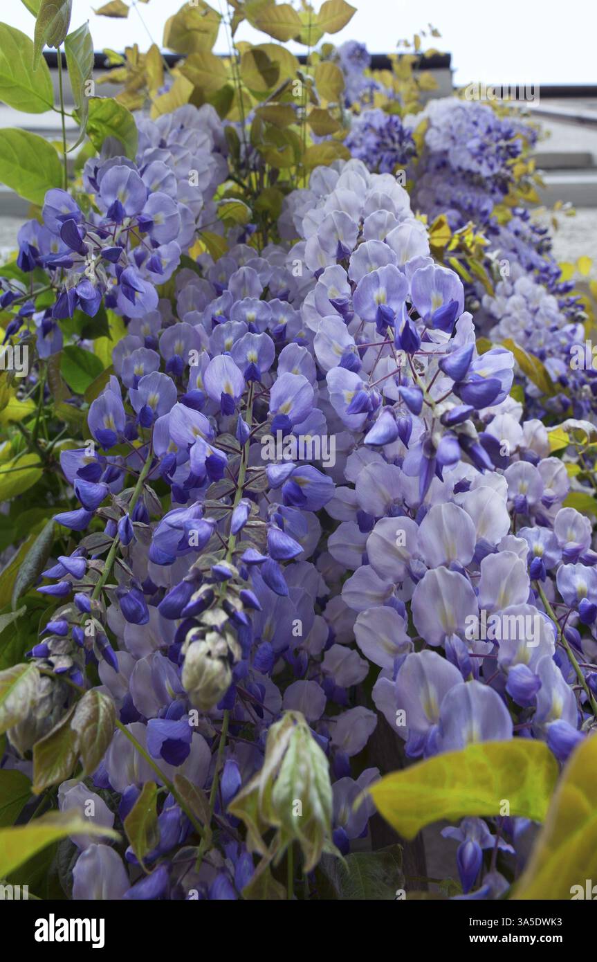 Chinese wisteria (Wisteria sinensis), Chinese blue rain, Chinese ...