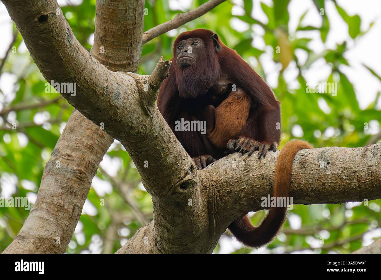 Colombian Red Howler Monkey (Alouatta seniculus) holding a baby, Sierra ...