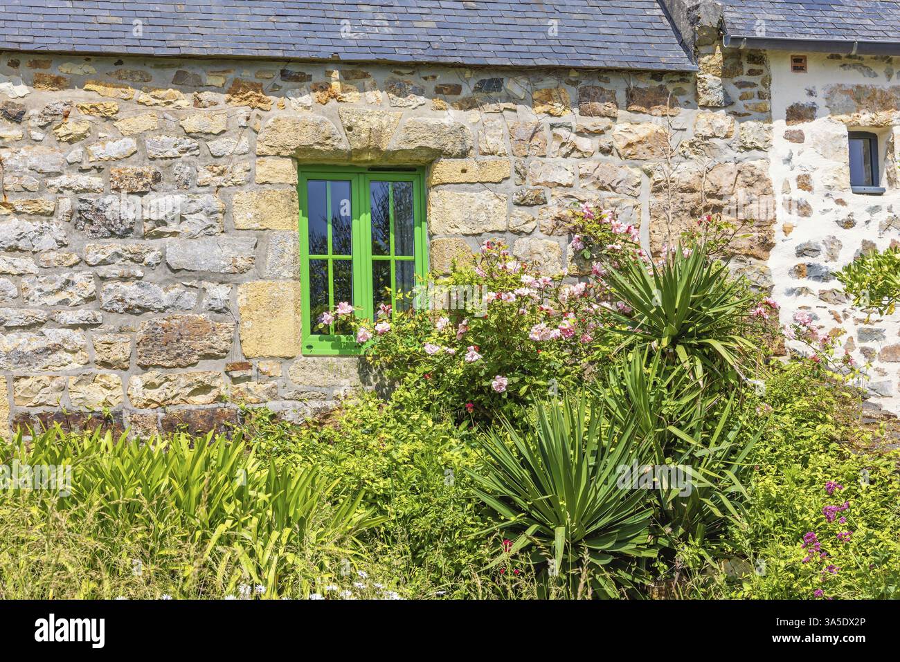 Old stone house with flowering pink roses at the wall and green garden ...