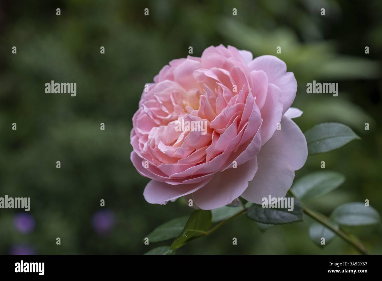 Pale green background adorned hi-res stock photography and images - Alamy