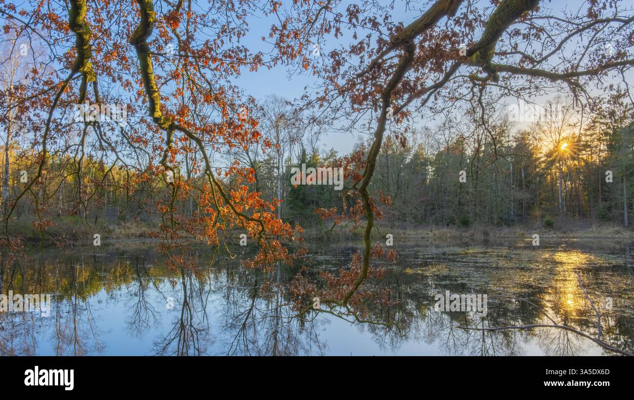 View of a pond in the forest with protruding branches of an oak tree in ...