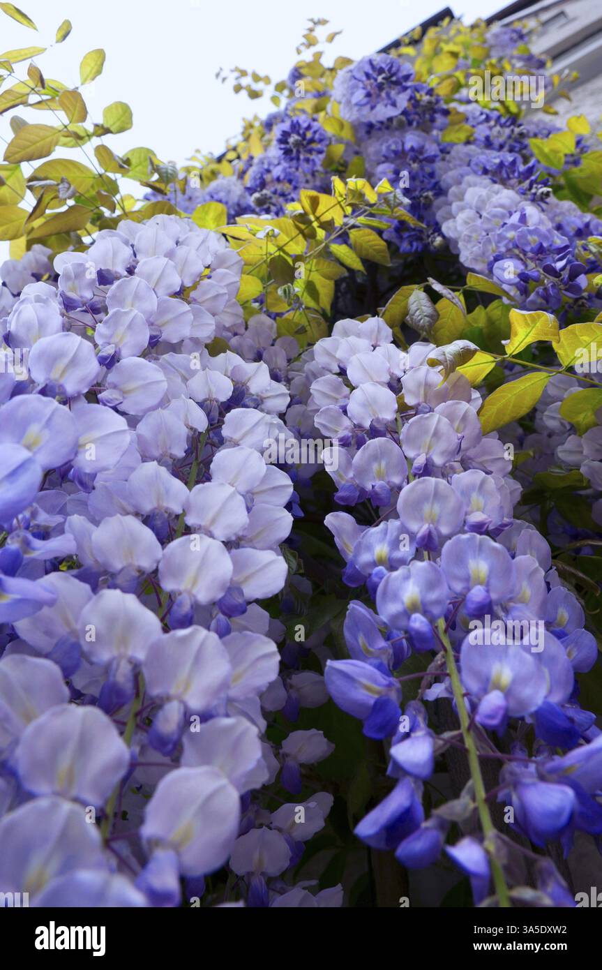 Chinese wisteria (Wisteria sinensis), Chinese blue rain, Chinese ...