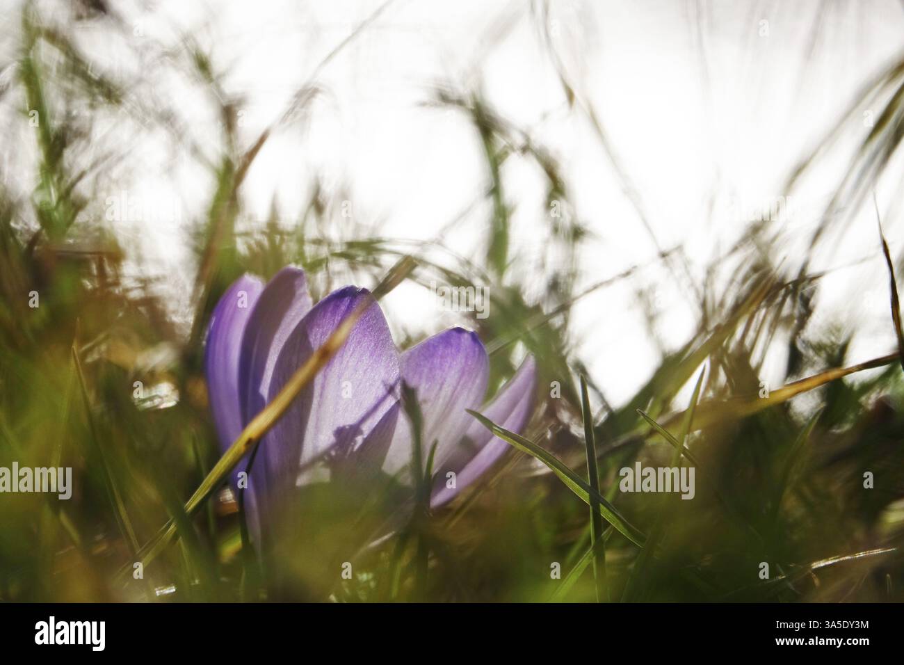 Crocus blossom, March, Germany, Europe Stock Photo - Alamy