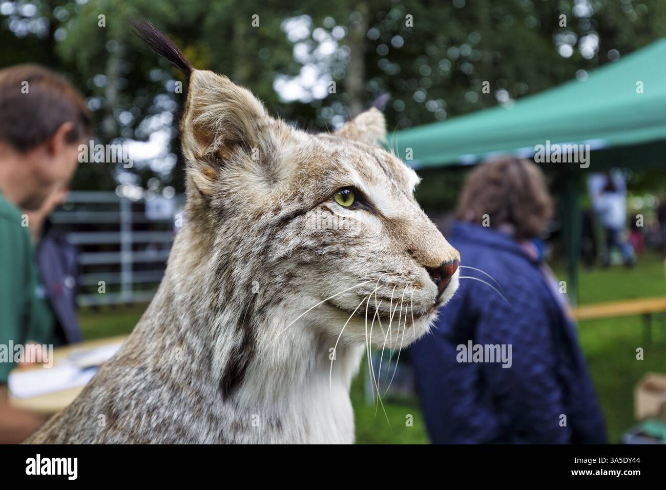 Stuffed lynx (Lynx), exhibit, taxidermy, detail, head portrait ...