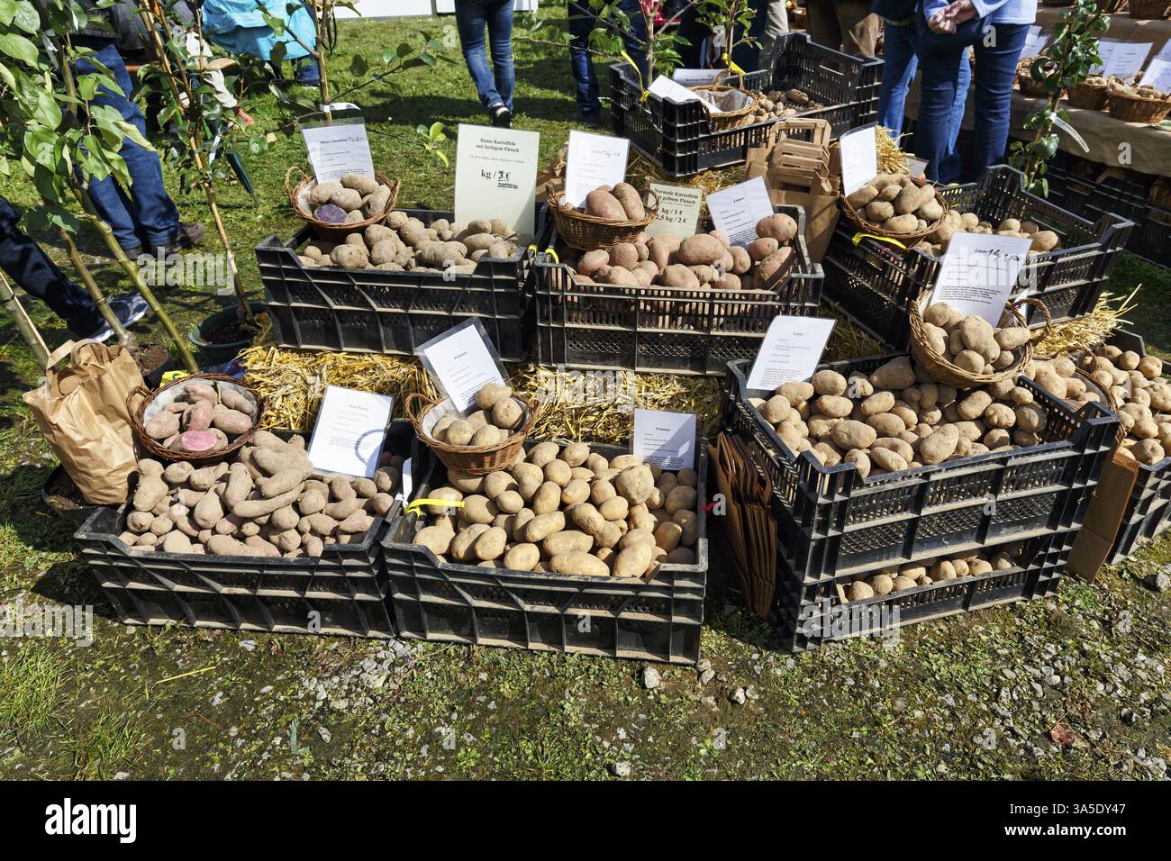 Market stall, different potato varieties (Solanum tuberosum), colourful ...