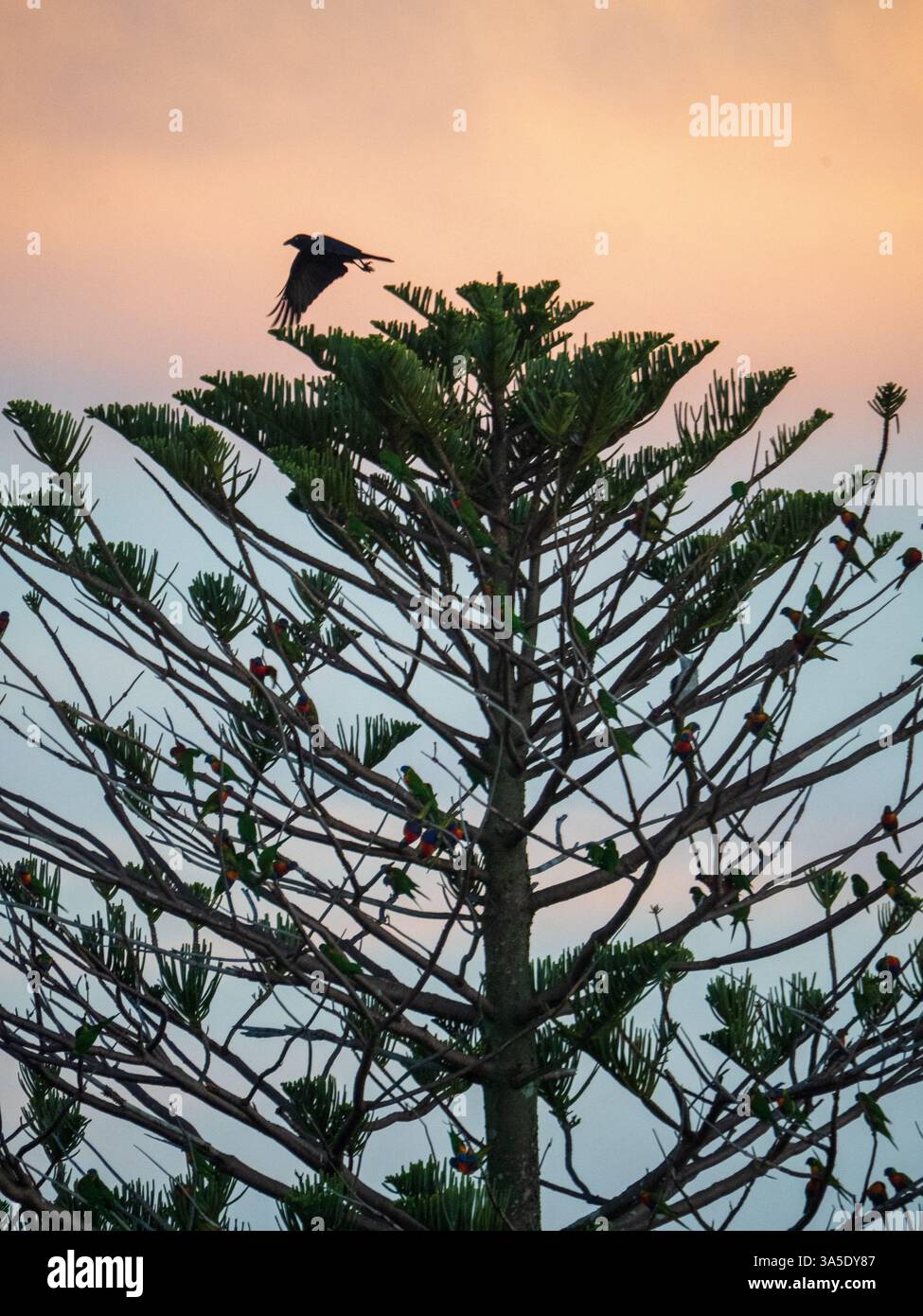 A crow or Raven flying above a tree full of Rainbow Lorikeets ...