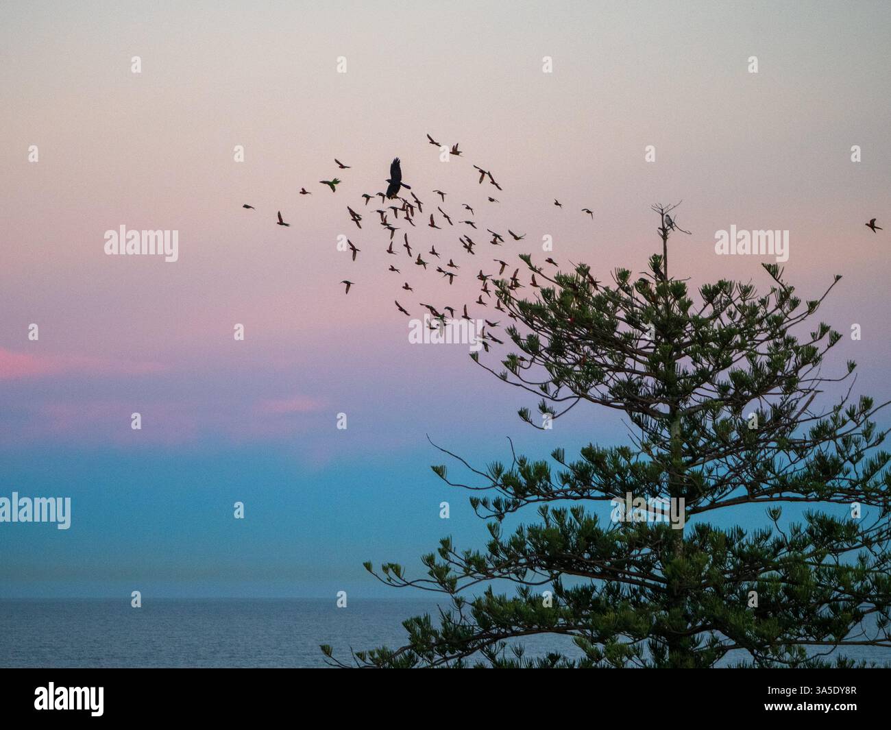 Flying crows from tree dusk hi-res stock photography and images - Alamy