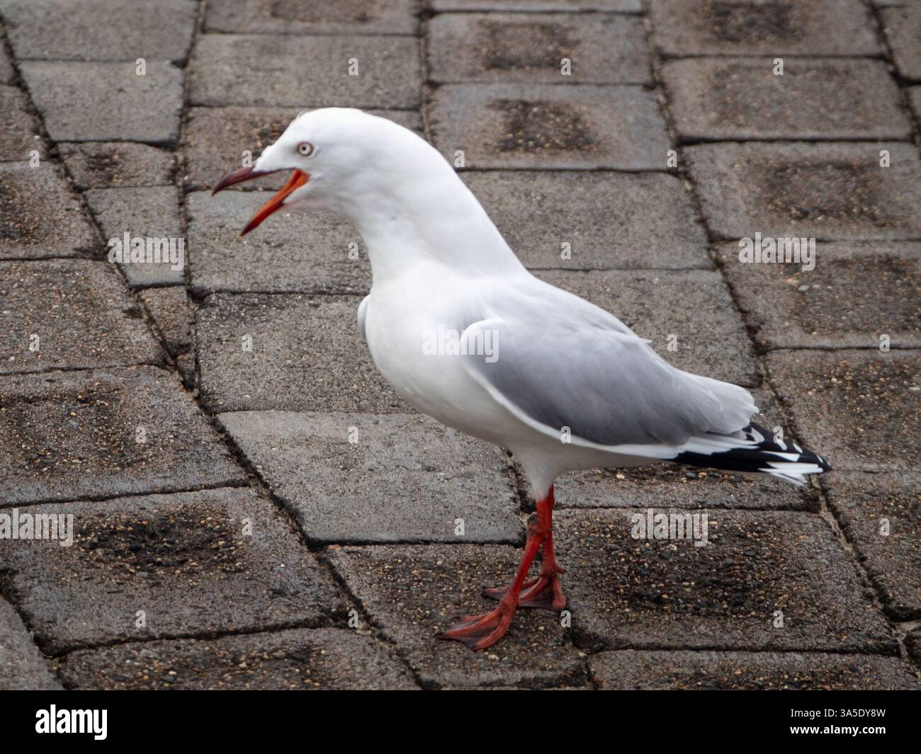 Funny bird angry australian hi-res stock photography and images - Alamy