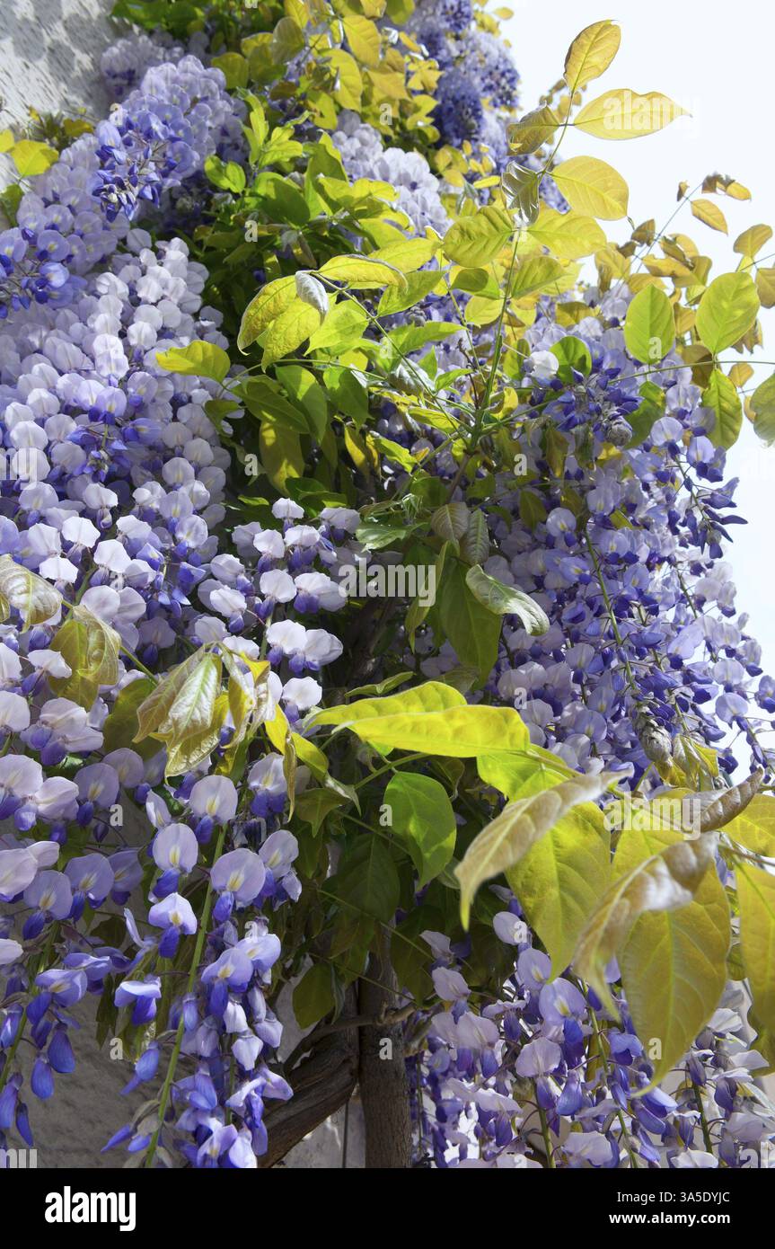 Chinese wisteria (Wisteria sinensis), Chinese blue rain, Chinese ...