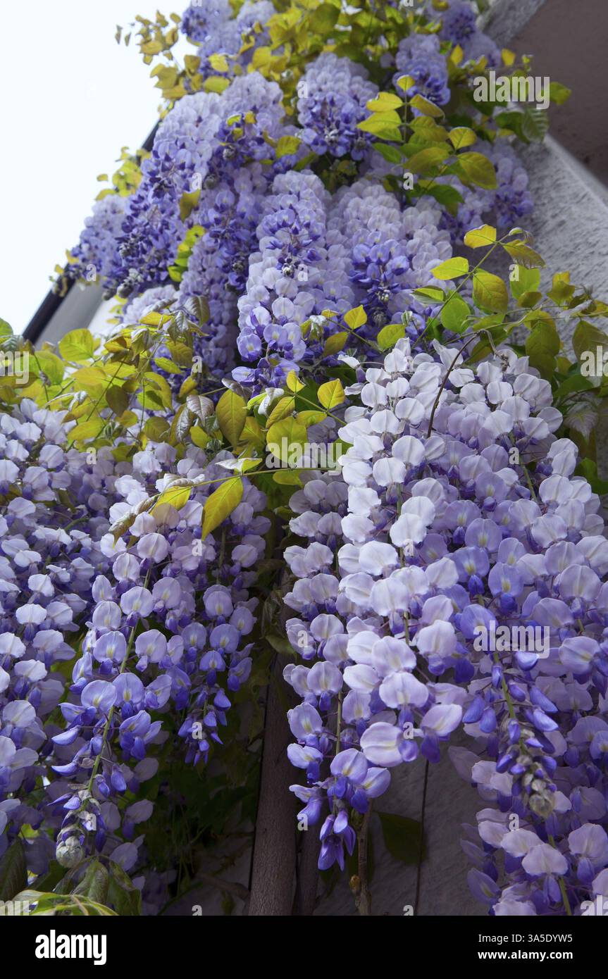 Chinese wisteria (Wisteria sinensis), Chinese blue rain, Chinese ...