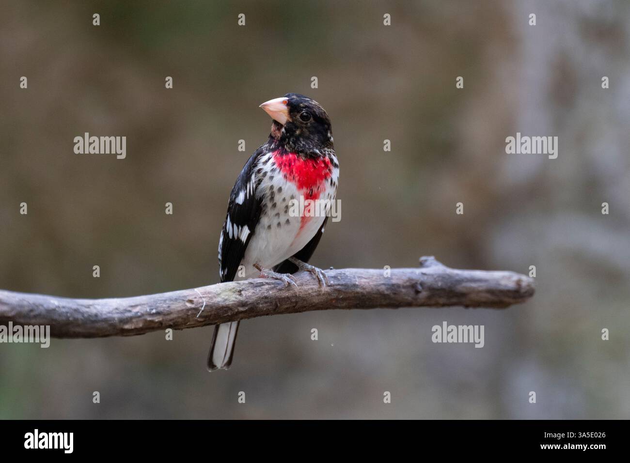 Rose-breasted Grosbeak (Pheucticus ludovicianus) is a migratory bird to ...