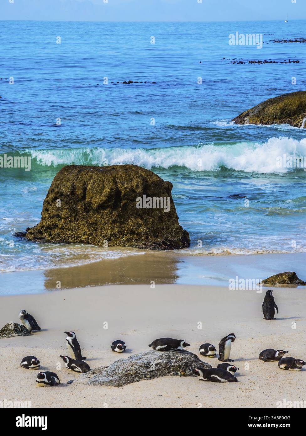Huge boulders and African black-white penguins on the beach of Atlantic ...