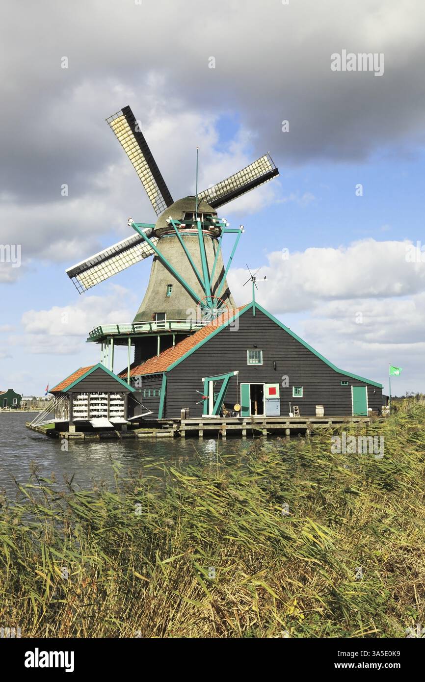 A lovely pastoral countryside. Traditional windmills and farm buildings ...