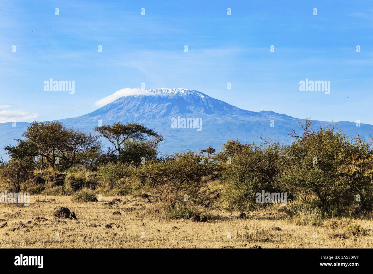 The Amboseli park. Travel to exotic Africa. The famous snow-capped ...