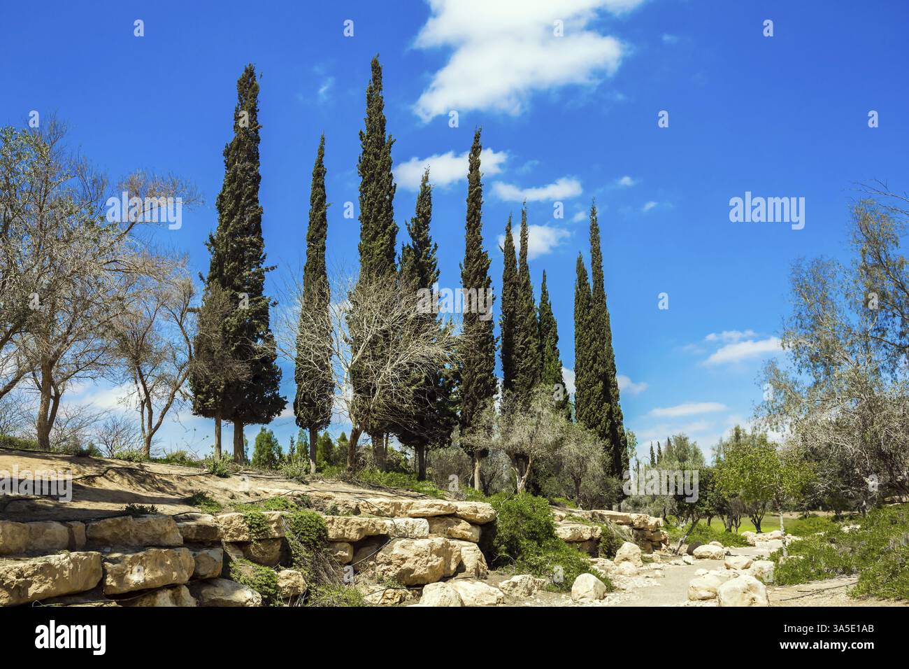 Cypress Alleys. Small, scenic desert park around the Ben Gurion ...
