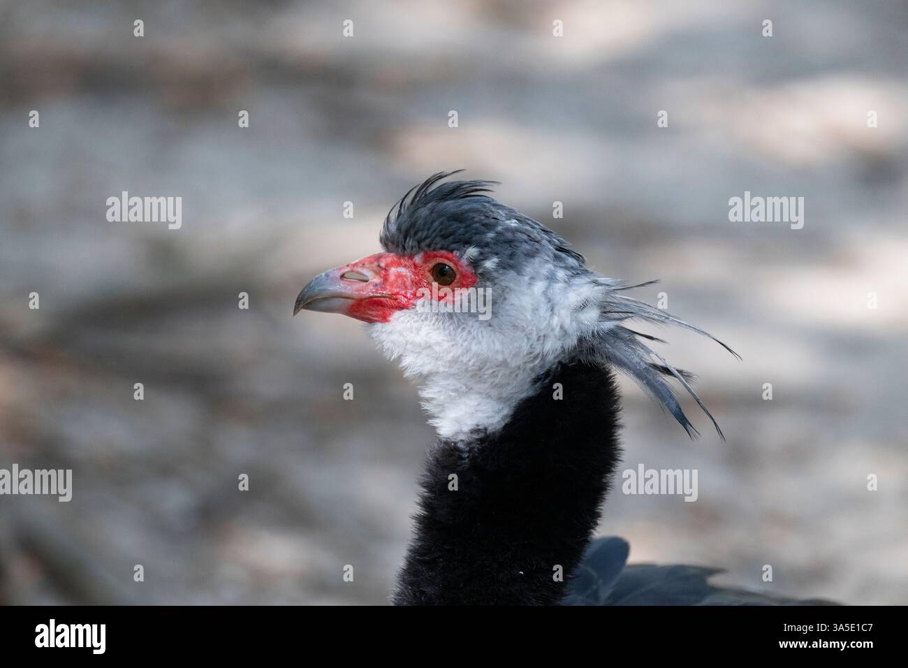 Chauna chavaria hi-res stock photography and images - Alamy