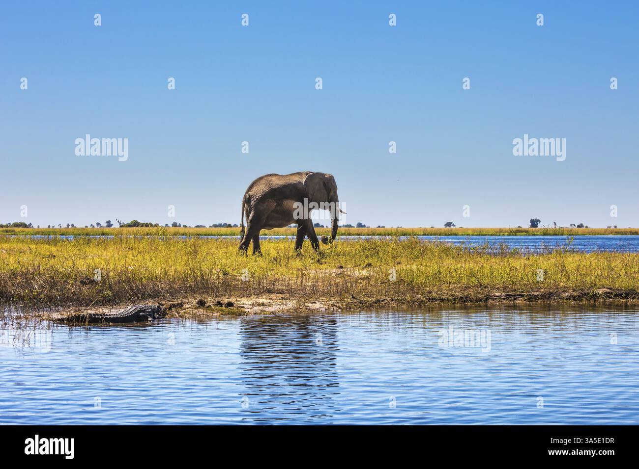 Fascinating journey to Africa. Watering large animals in the Okavango ...