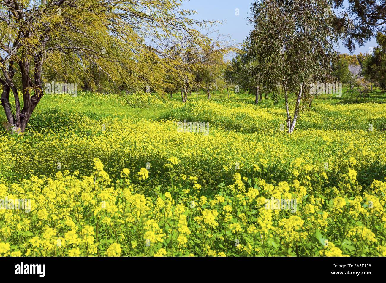 Magnificent spring in Kibbutz Beeri. Israel. Spring festival in Beeri ...
