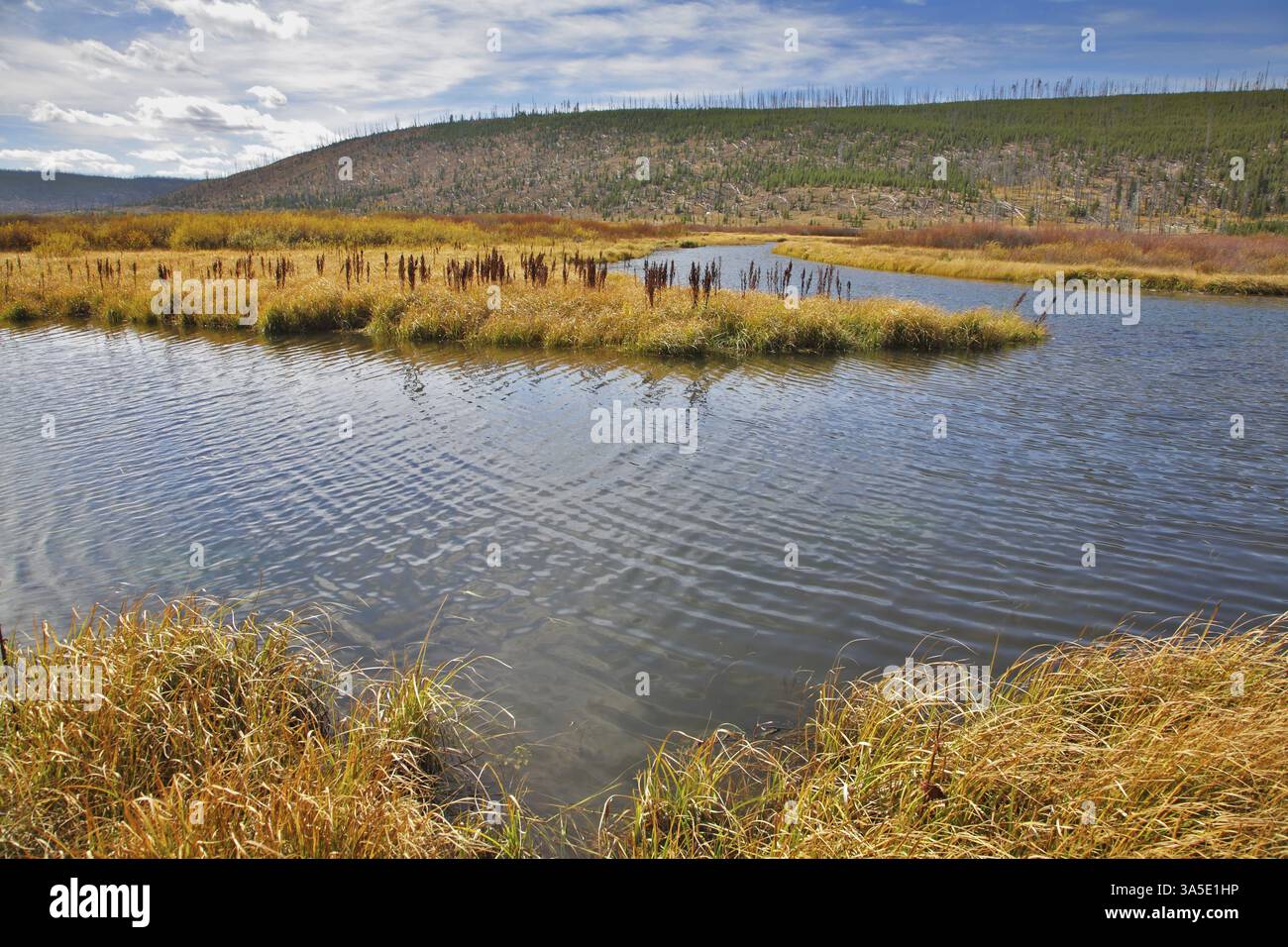 Plain, superficial stream and yellow autumn grass in park Yellowstone ...
