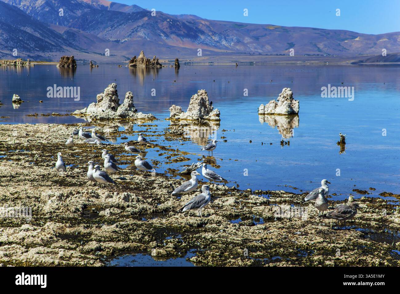 Picturesque Mono Lake with lime-tuff towers. Evening by the lake. Great ...