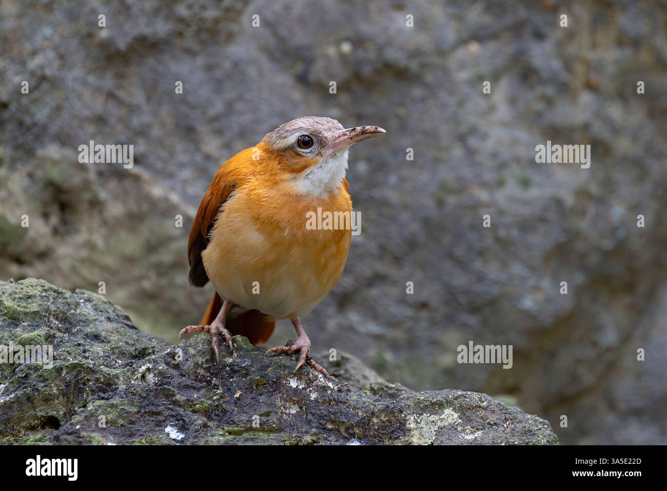 Caribbean hornero hi-res stock photography and images - Alamy