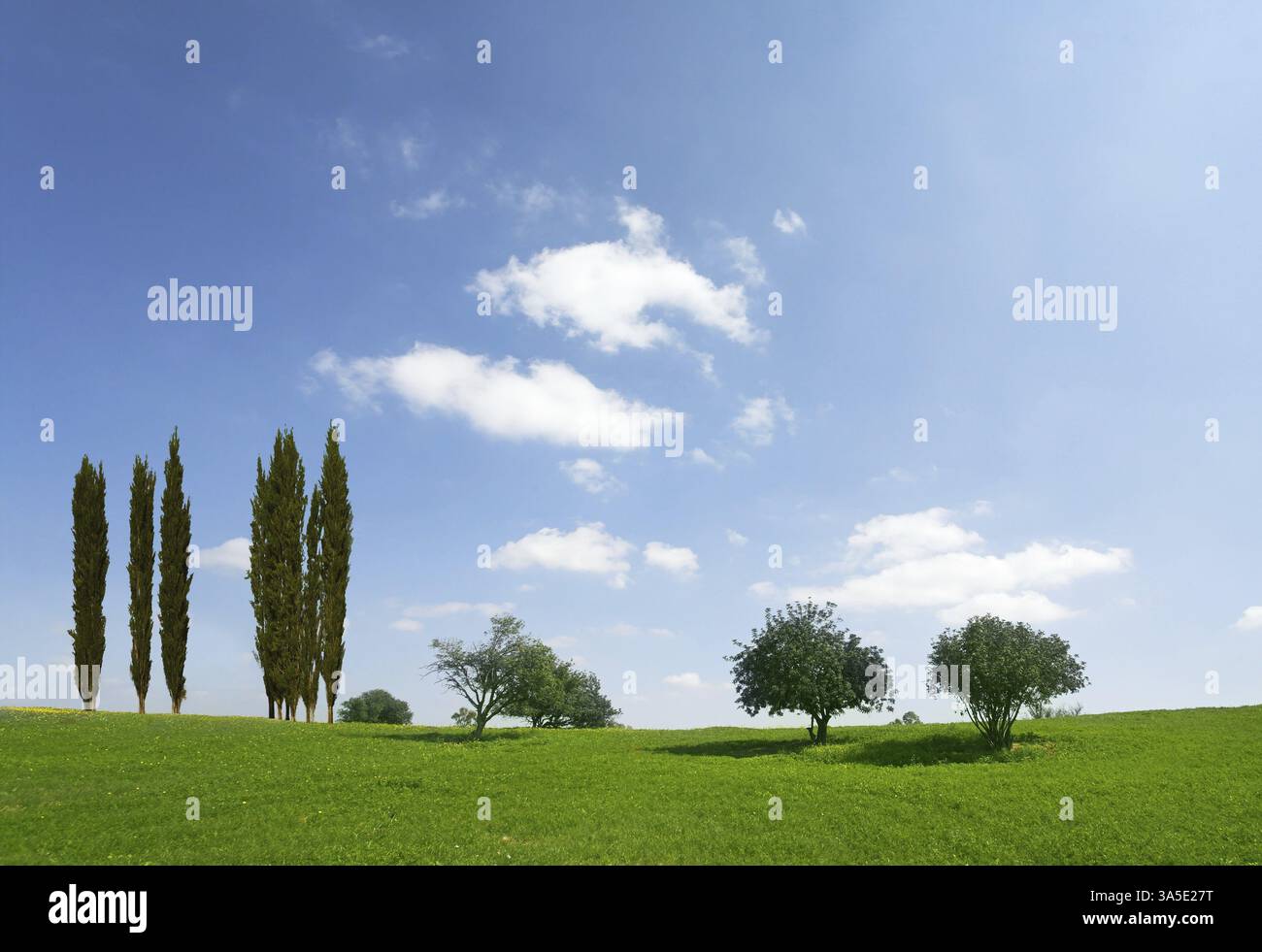 Wonderful meadow with green grass. Alley slender cypress trees ...