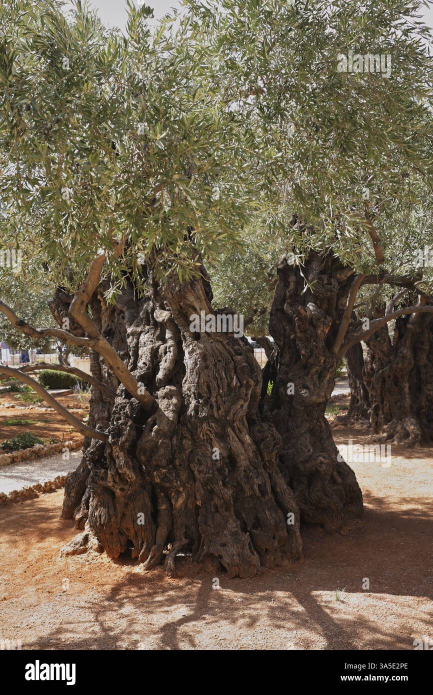 Ancient Jerusalem. One of the eight very old olive trees in the Garden ...
