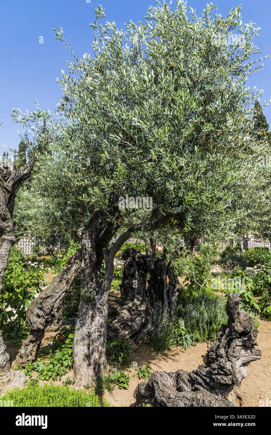 Very ancient olives grow in the Garden of Gethsemane. Gethsemane Garden ...