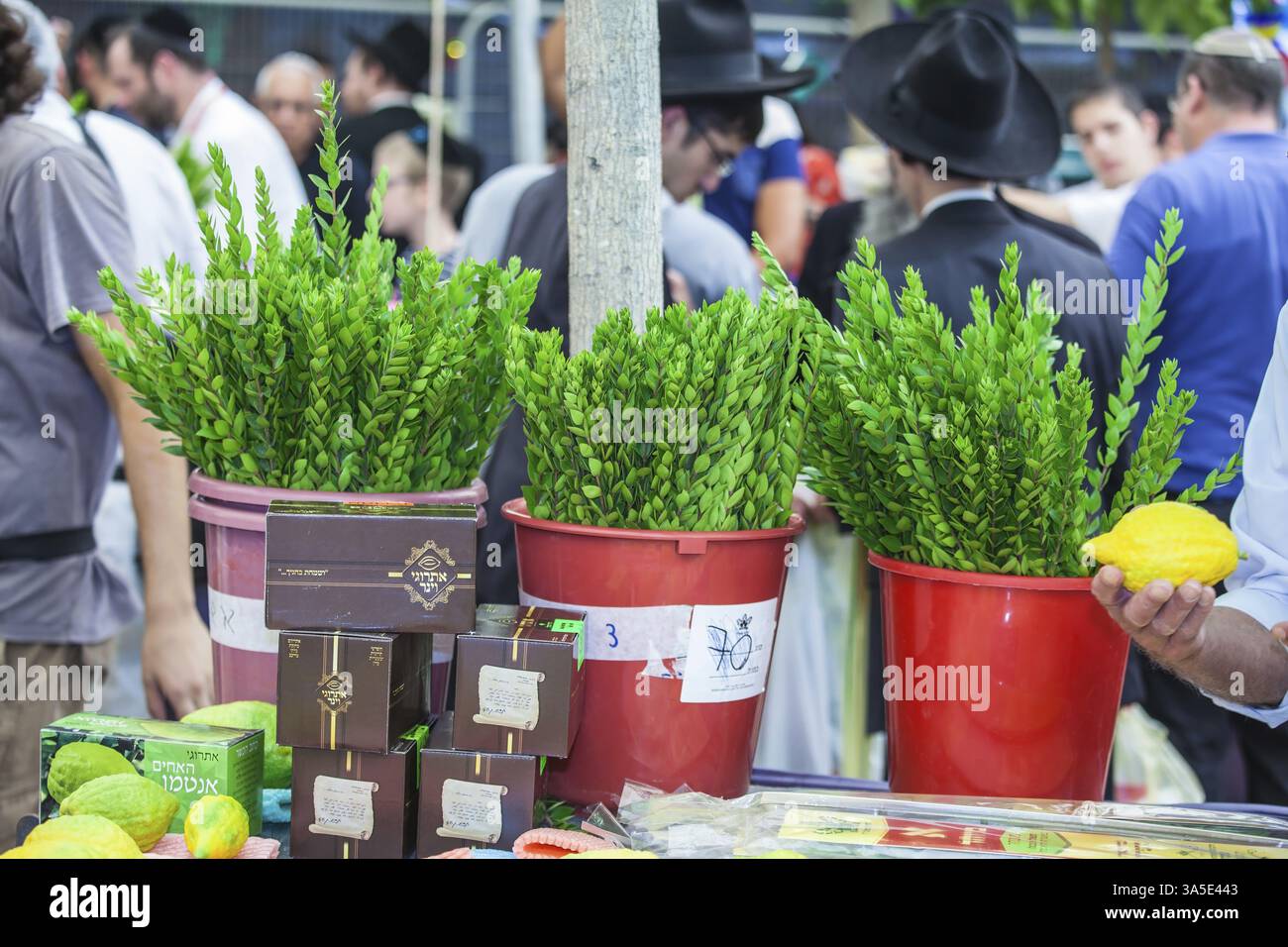The branches of plant to ritual Jewish religious holiday of Sukkot ...