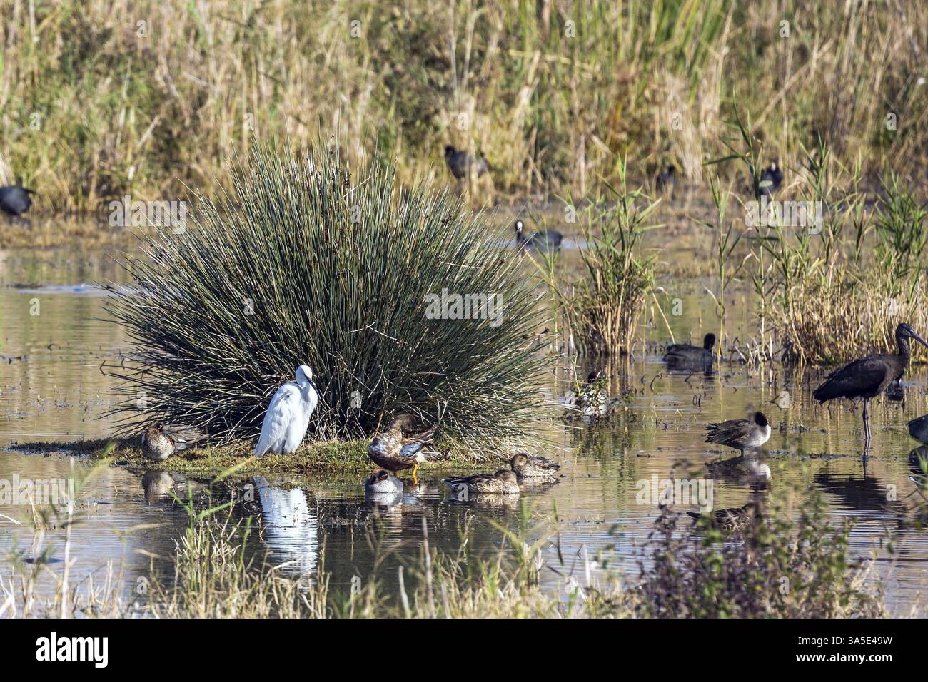 Dense thickets of grass. Hula Nature Reserve, Israel, December. Various ...