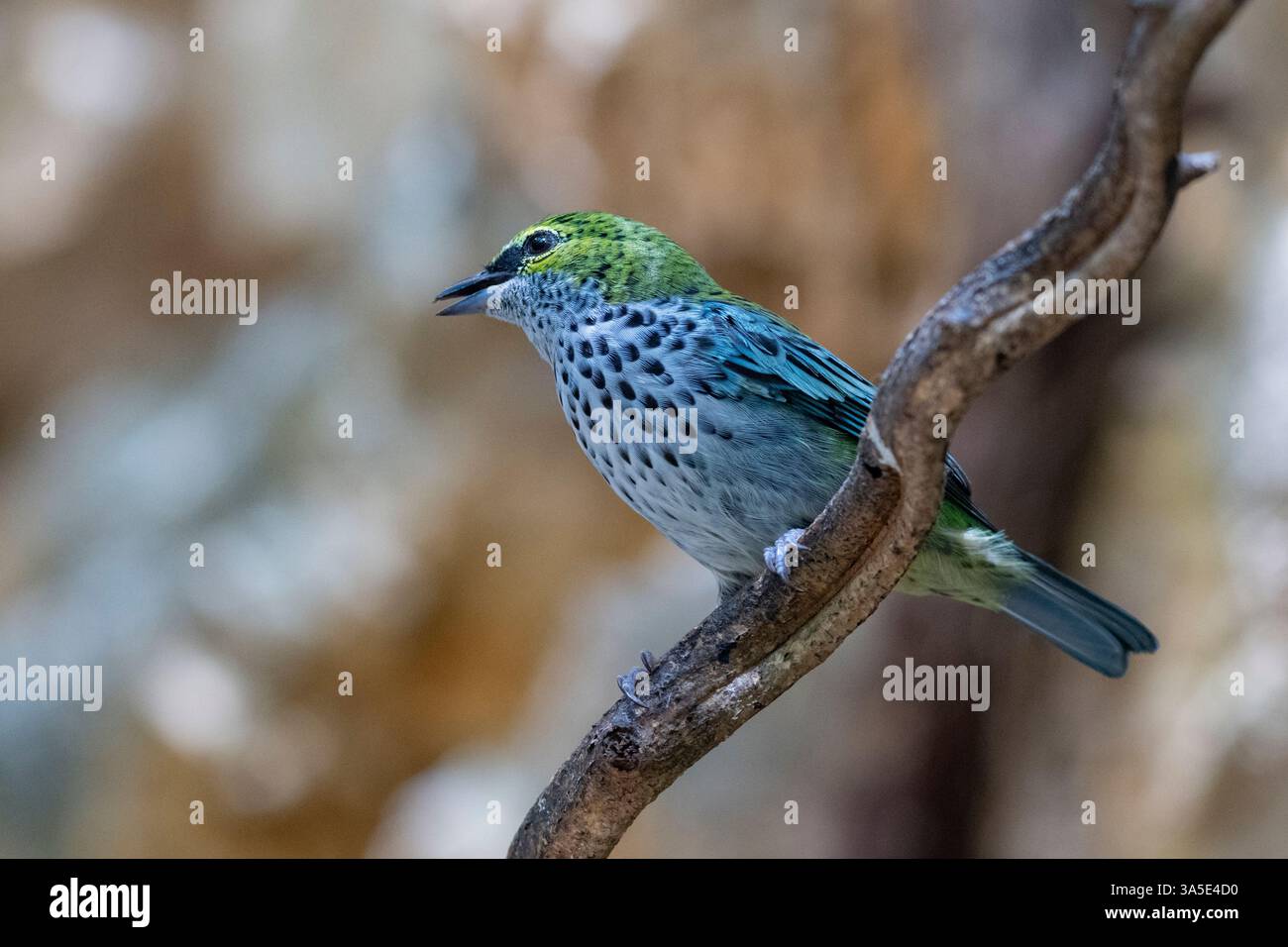 Tangara guttata hi-res stock photography and images - Alamy