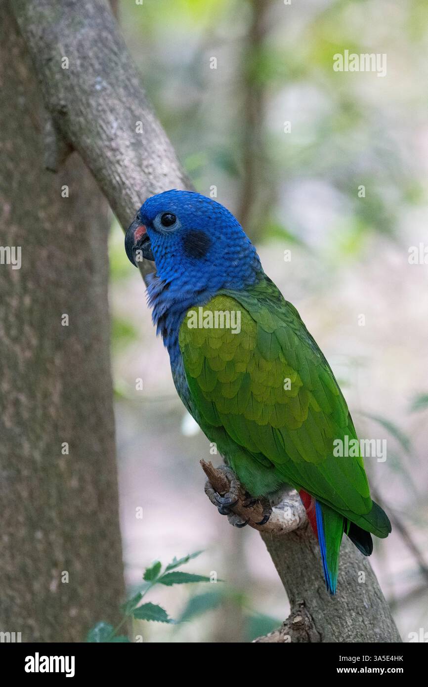 Aviario national de colombia hi-res stock photography and images - Alamy