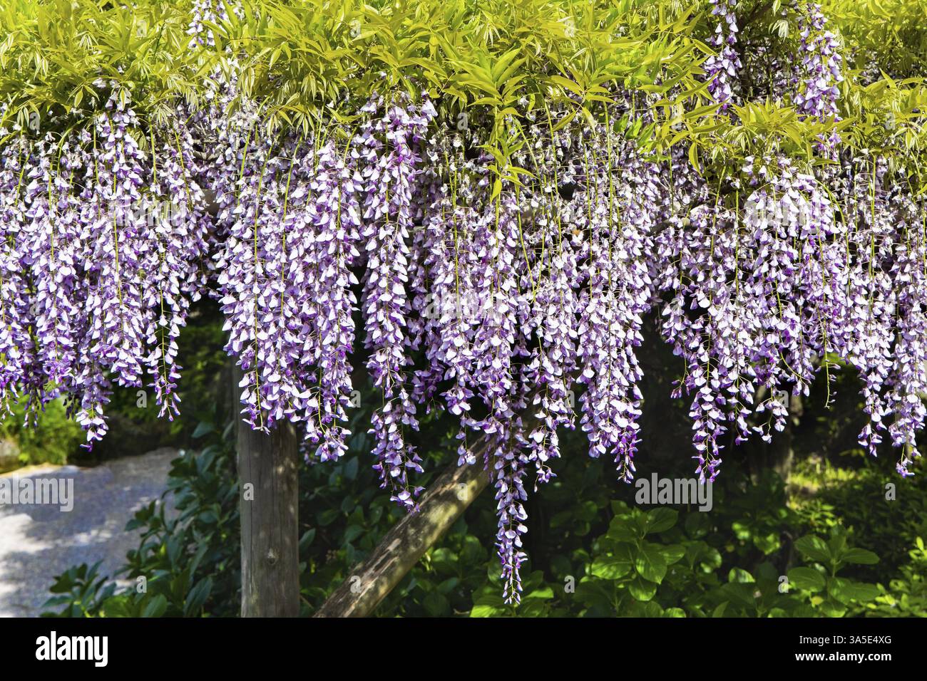 Flower Temple by Kameido Tenjin. Tokyo, Japan. Picturesque blooming ...