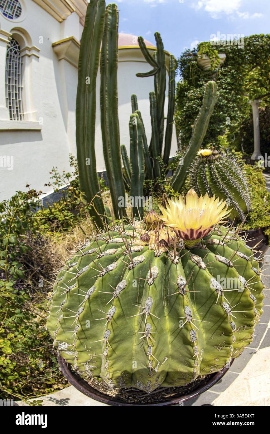 Giant blooming cactus. Tropical park around the church on the shores of ...