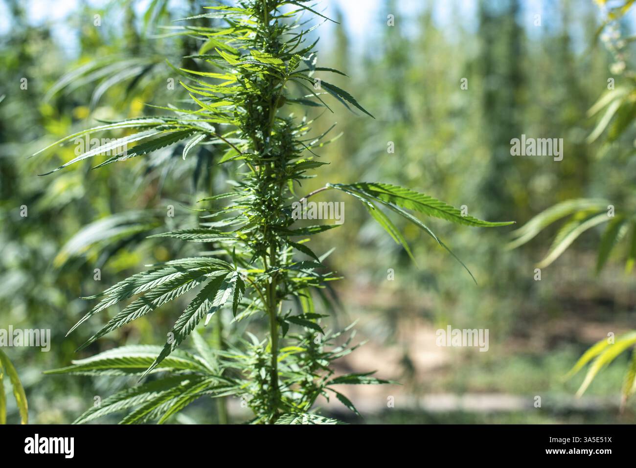 Marijuana farm. Growing industrially Marijuana for pharmaceutical needs ...