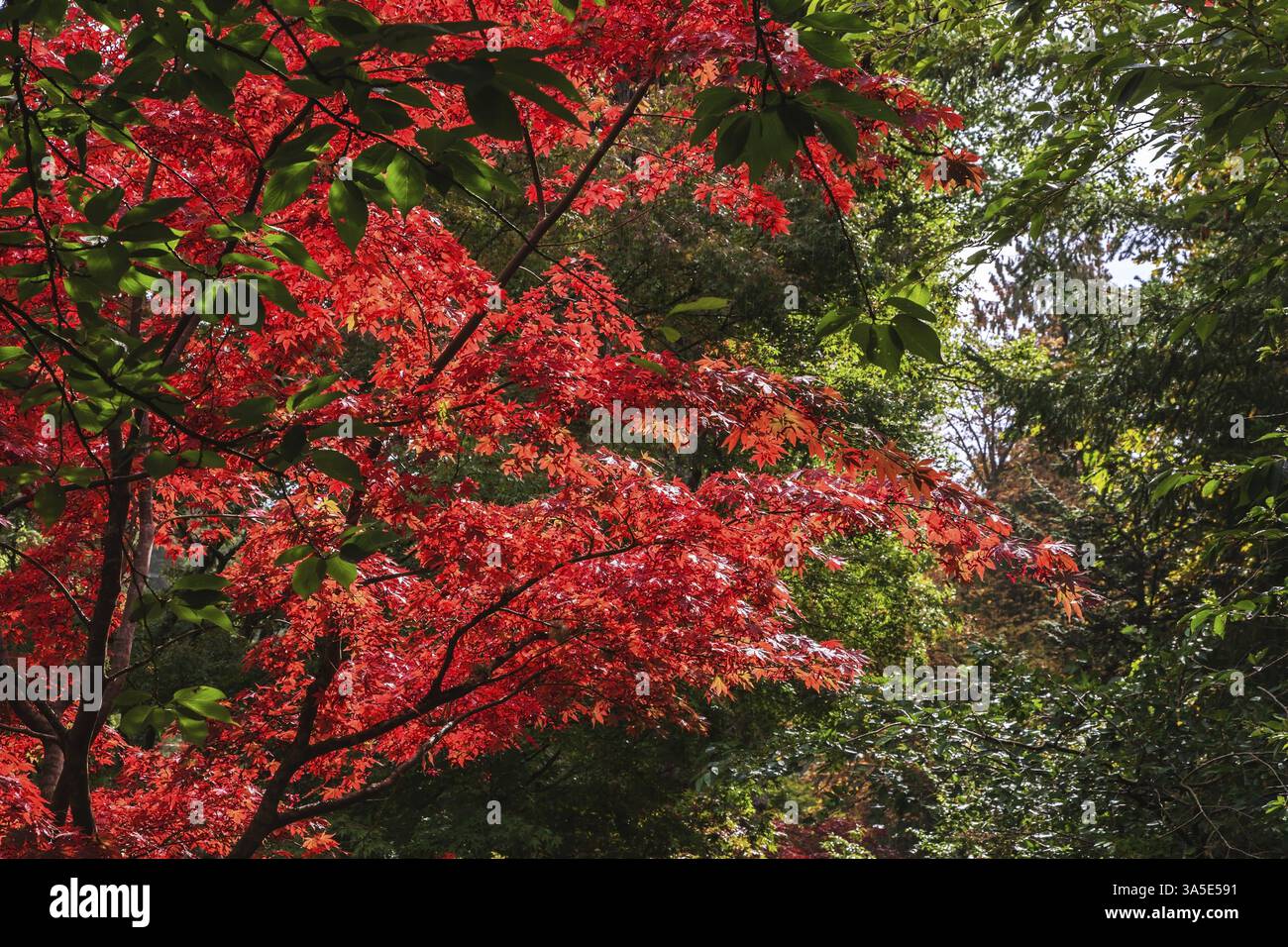 Picturesque ornamental park-garden Butchart Gardens on Vancouver Island ...