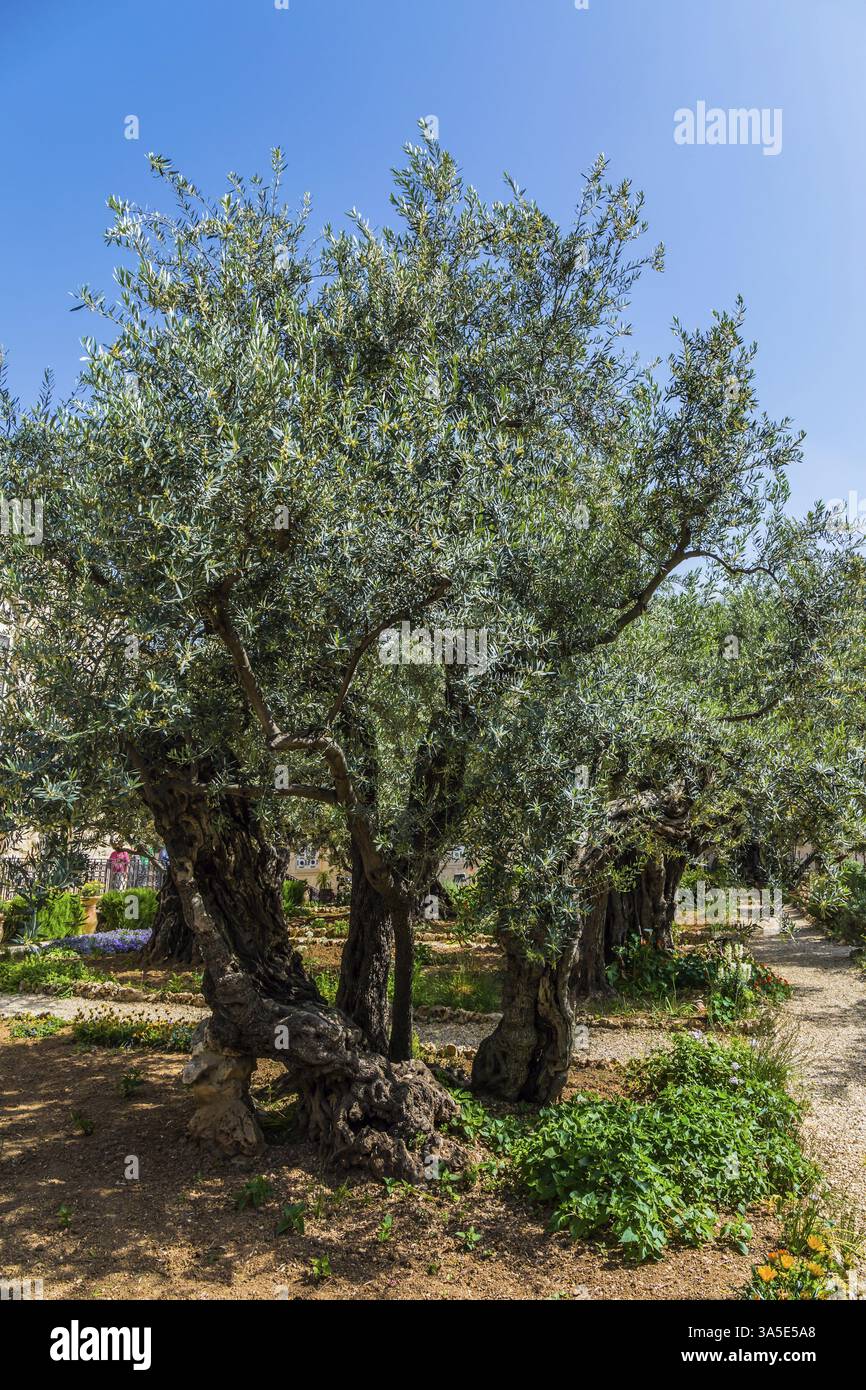 Gethsemane Garden in the eternal Jerusalem. Ancient olive trees under ...