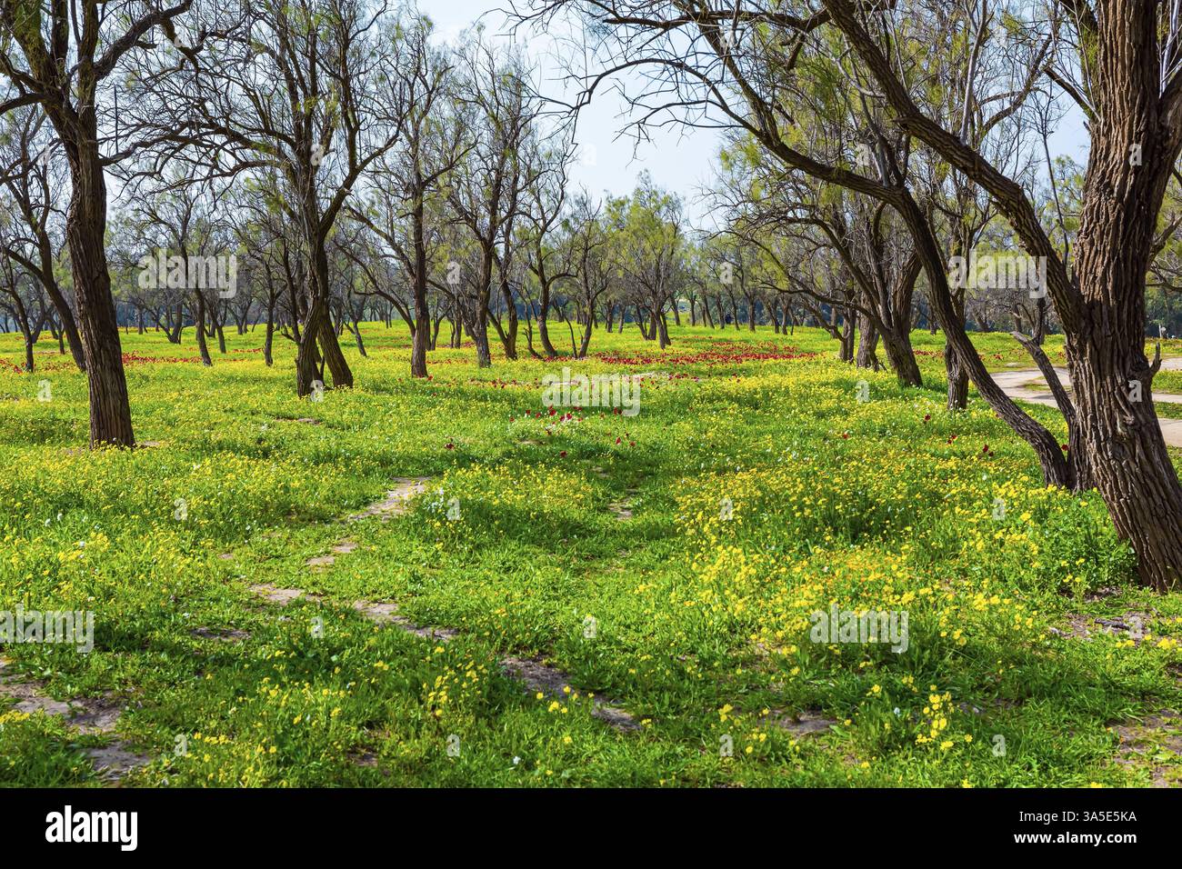 Green grass carpets. Israel. Spring festival in Beeri, on the border ...