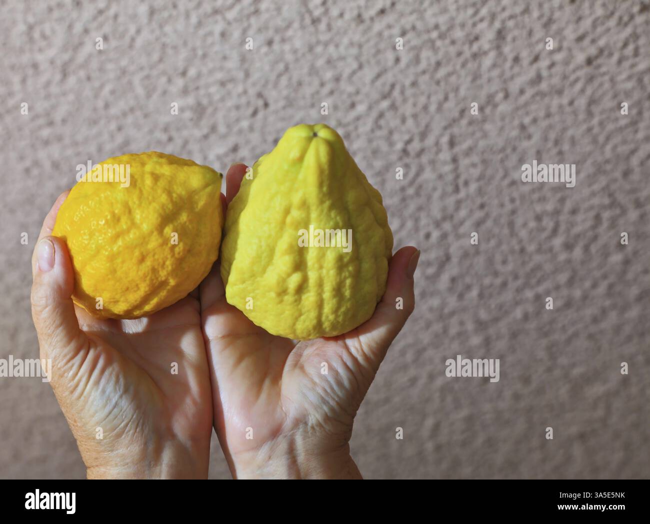 Two etrog- important religious ritual fruit for the Jewish holiday of ...