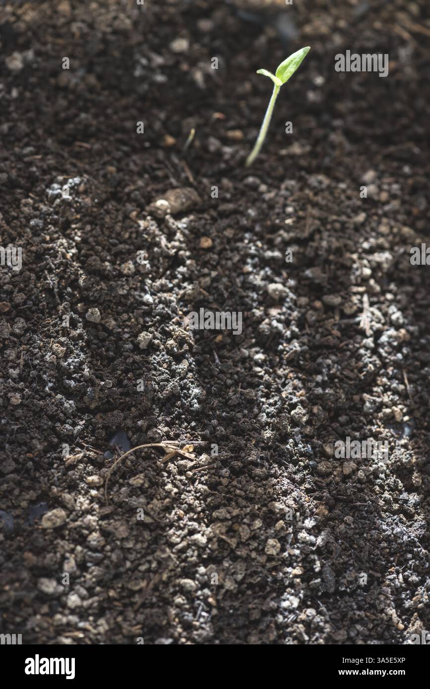 Soil and small new germ plant. Sun rays on the soil. Close up shot ...