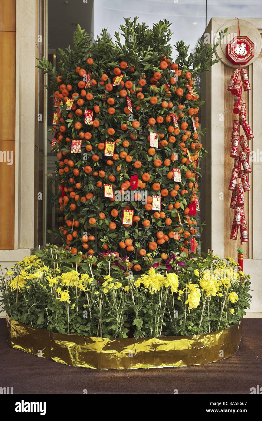 Traditional Chinese New Year's tangerine-tree with congratulations and ...