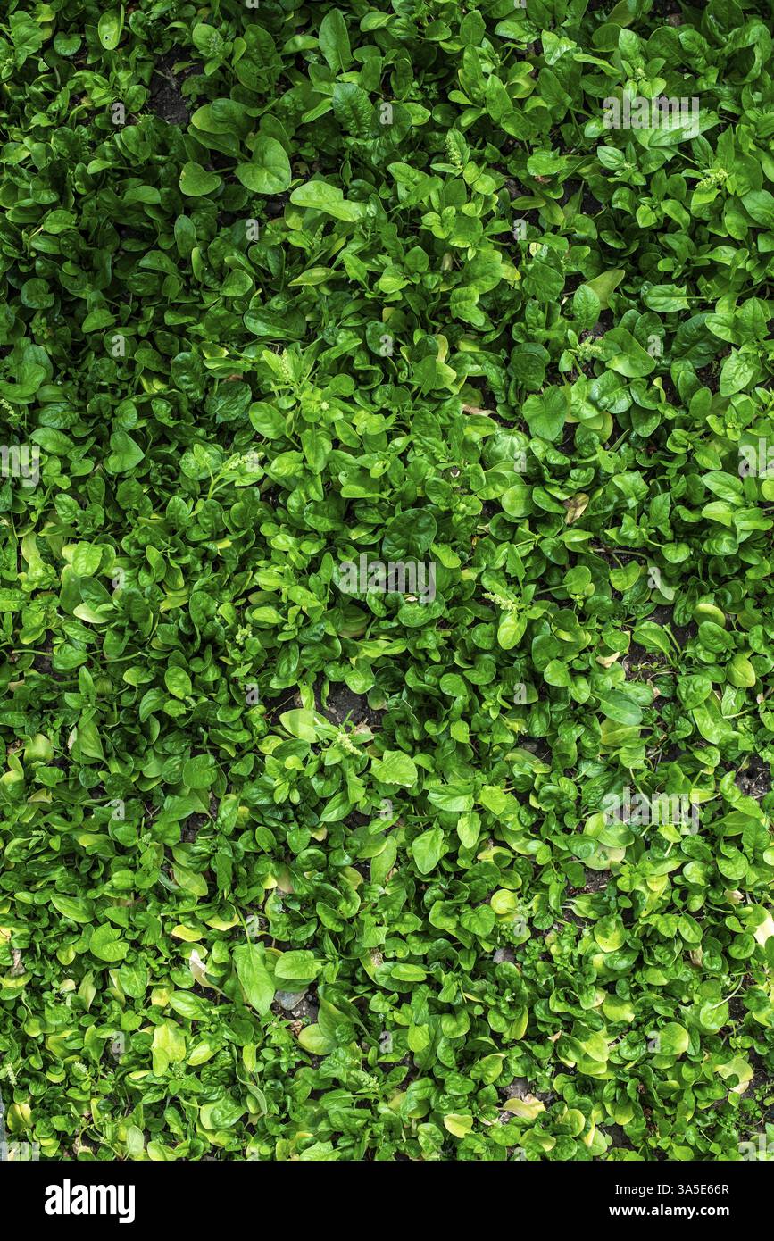 Spinach in organic farm. Bio vegetable food concept. Home garden. Green ...