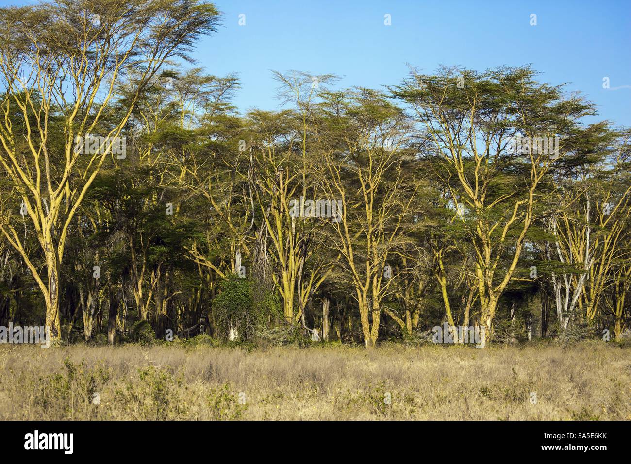 Great Rift Valley. Travel to the Horn of Africa. Kenia. Desert acacia ...
